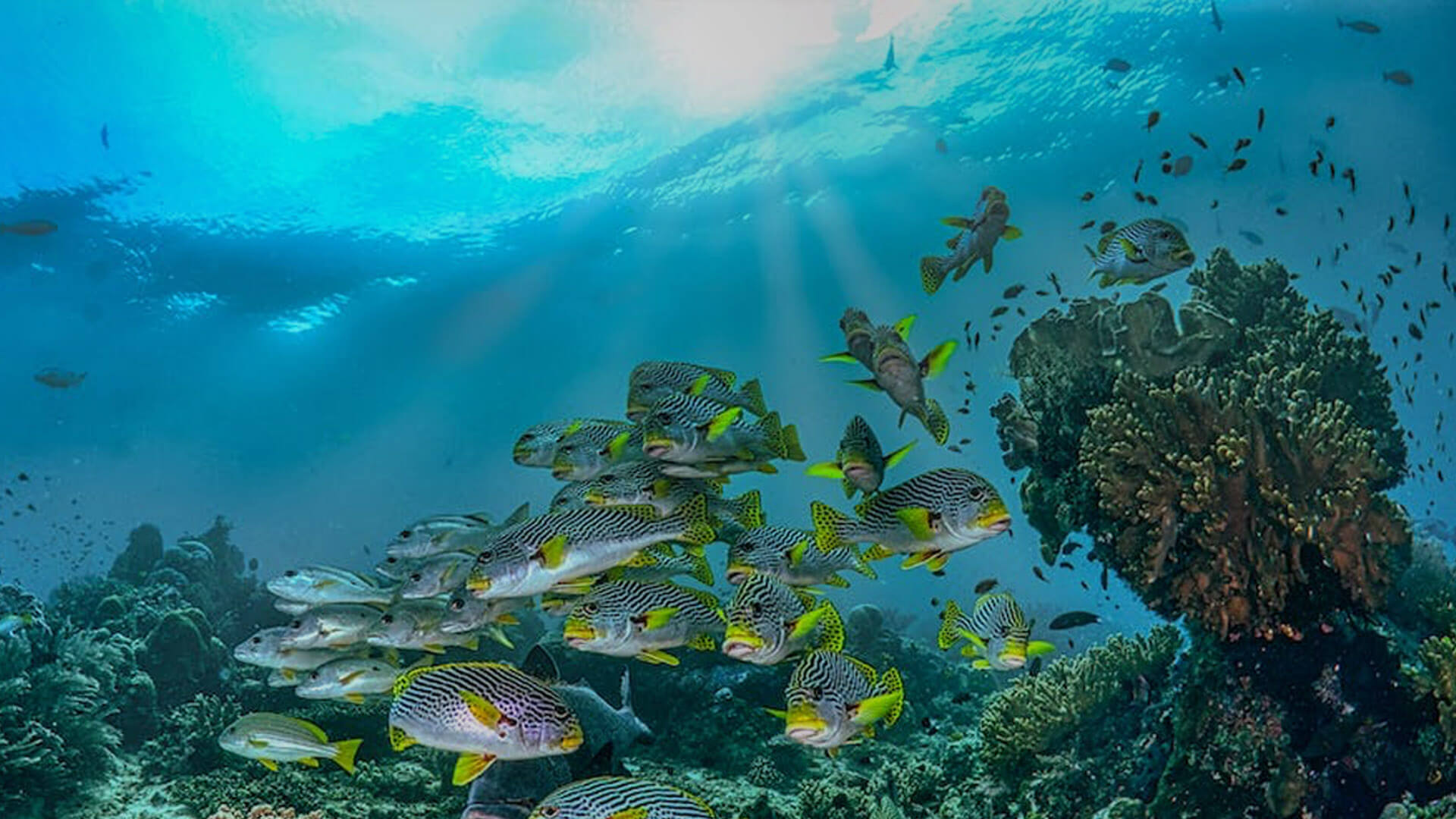 Scuba Diving Travel Insurance