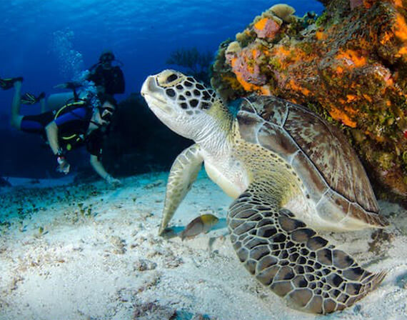 Scuba Diving Travel Insurance